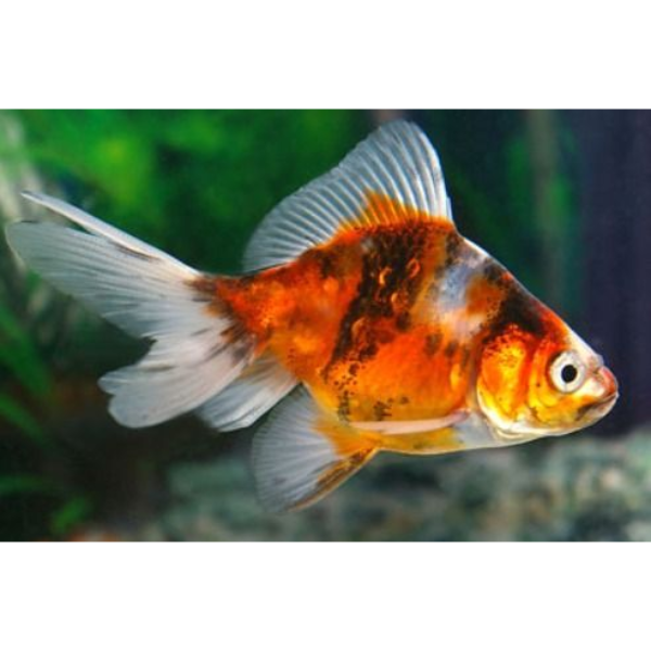 Calico Fantail Goldfish small - Pets Warehouse